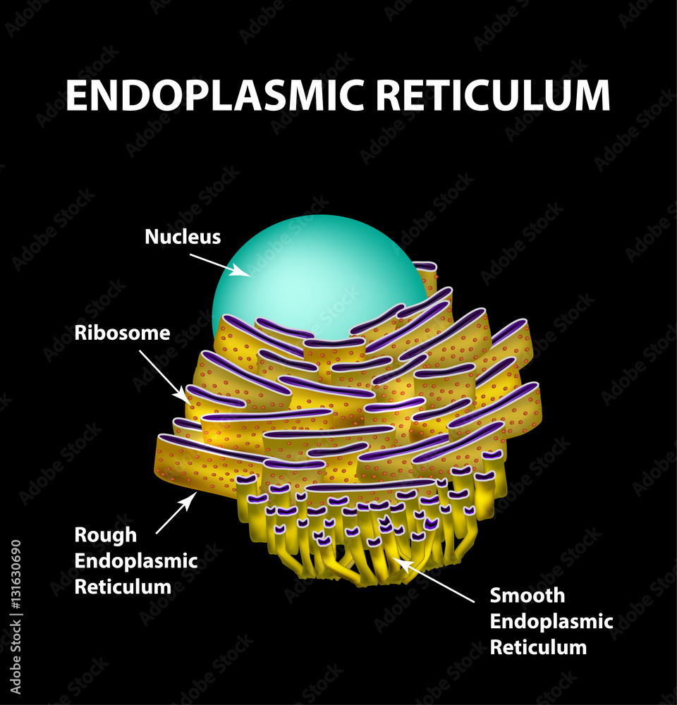 Endoplasmic reticulum structure Infographics. Vector illustration Stock ...