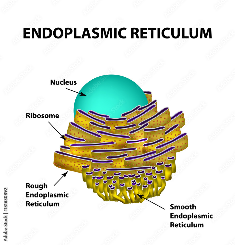Endoplasmic Reticulum Structure