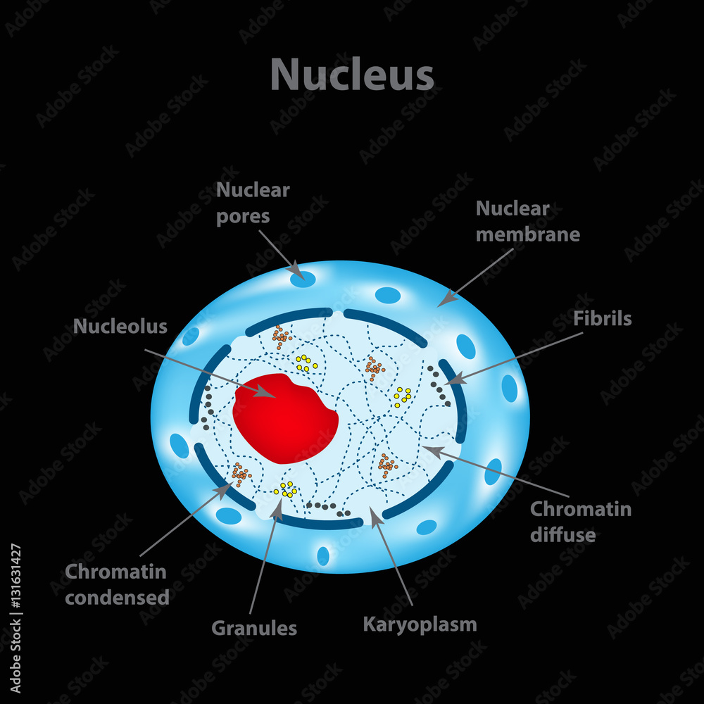 The structure of the human cell nucleus. Infographics. Vector ...