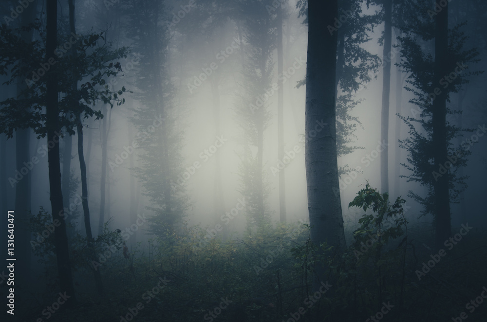 Twilight In The Woods