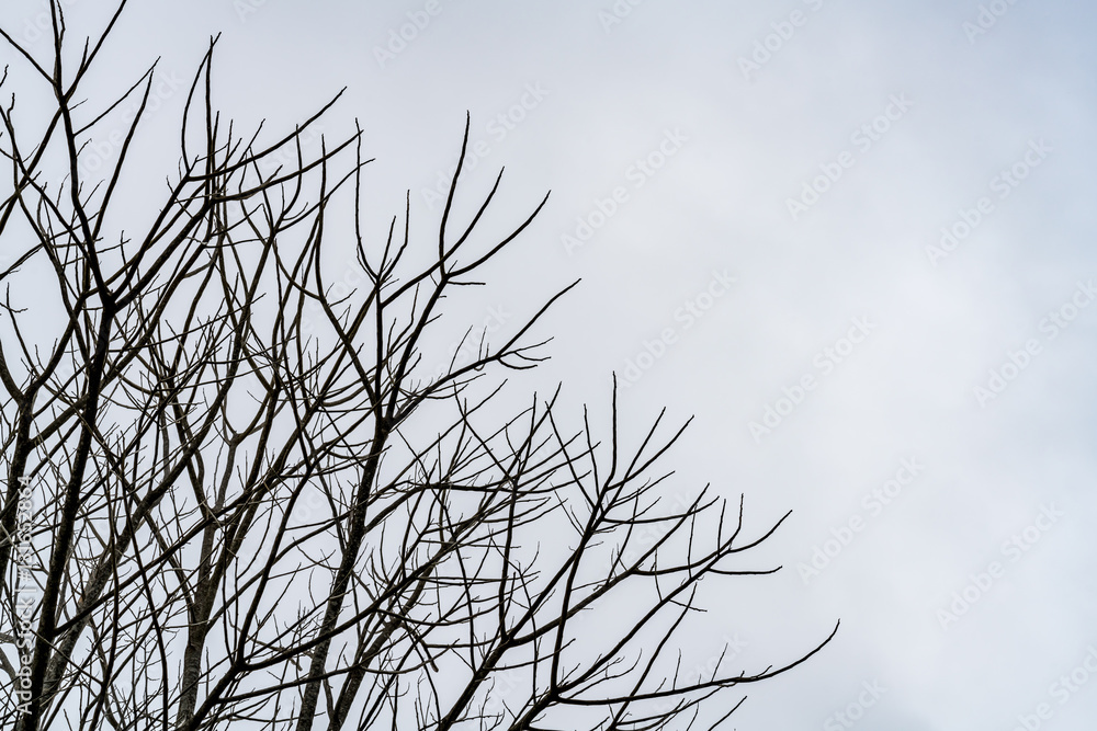 Dead tree on sky background Stock Photo | Adobe Stock