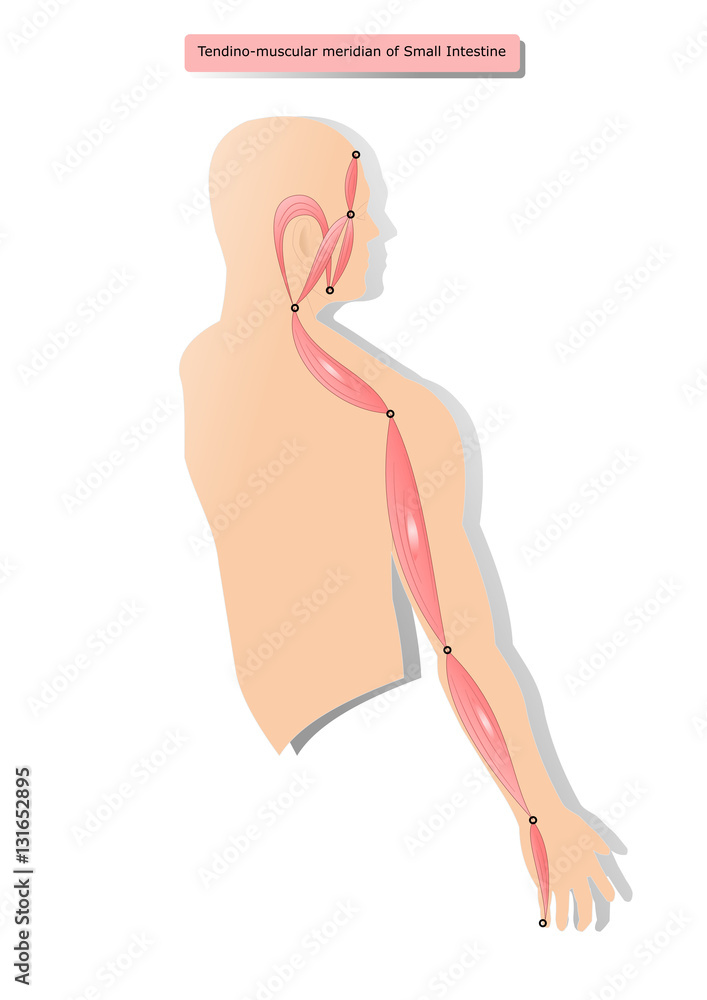 tendino muscular meridian of Small Intestine Stock Vector | Adobe Stock