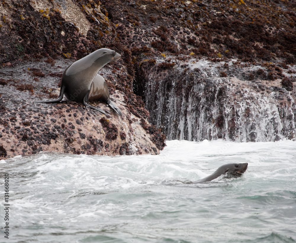 Foki na Wyspie Fok, RPA foto de Stock | Adobe Stock