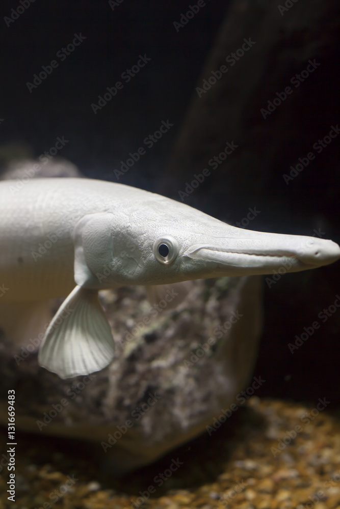 Alligator Gar Stock Photo | Adobe Stock