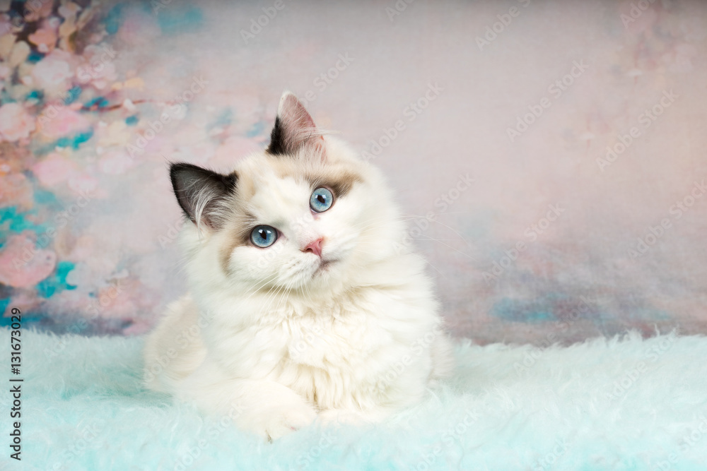 Cute ragdoll kitten in flowery background Stock Photo | Adobe Stock