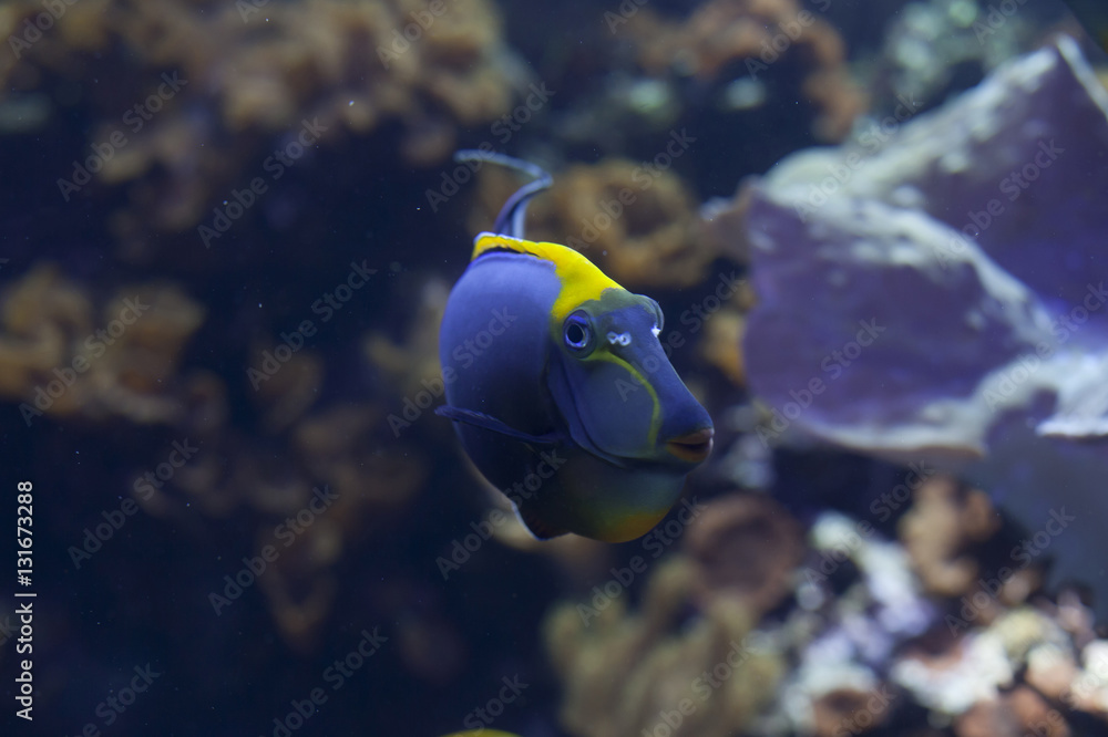 Tang Fish Stock Photo | Adobe Stock