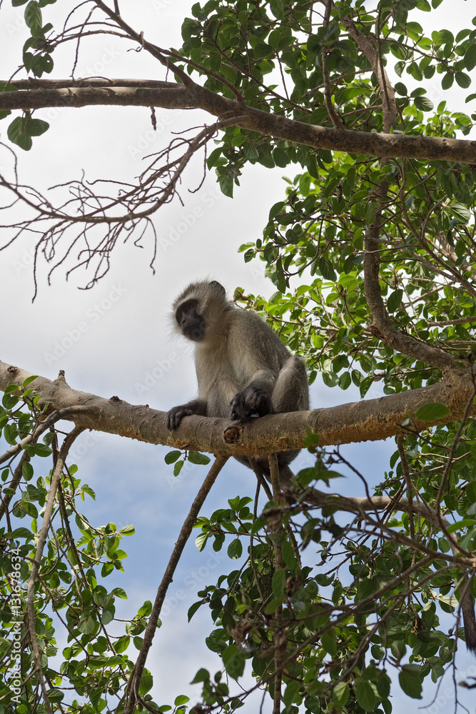 Vervet monkey sleeping on a tree in the Kruger National Park, South ...