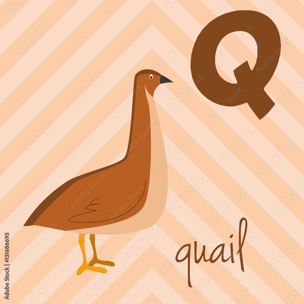 Cute cartoon zoo illustrated alphabet with funny animals: Q for Quail ...