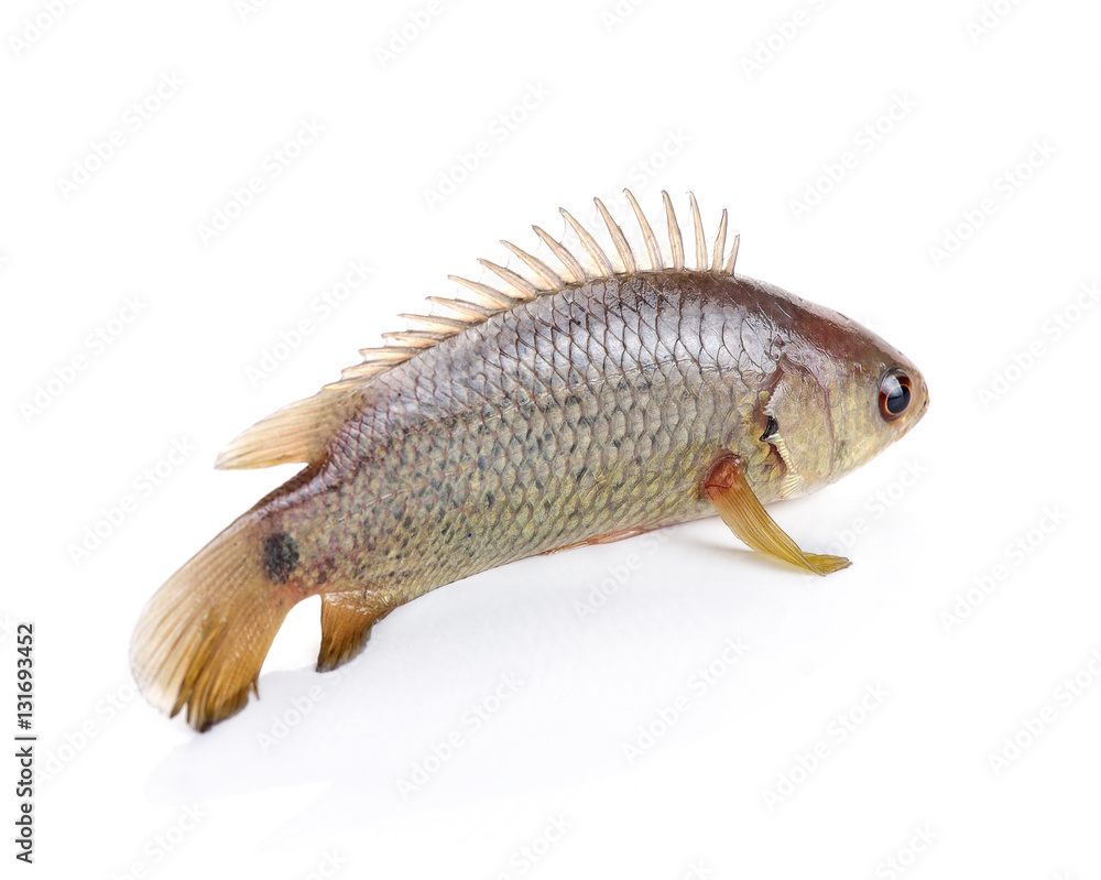 Climbing perch fish isolated on white background Stock Photo | Adobe Stock