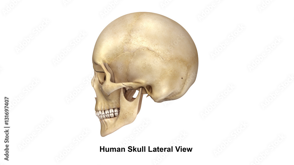 Human Skull_Lateral view Stock Illustration | Adobe Stock