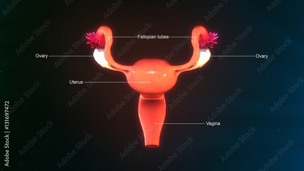 Uterus Stock Photo | Adobe Stock