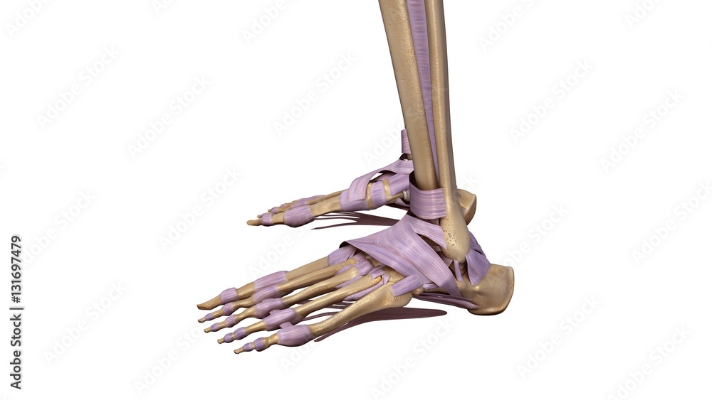 Skeleton foot with ligaments side view Stock Illustration | Adobe Stock