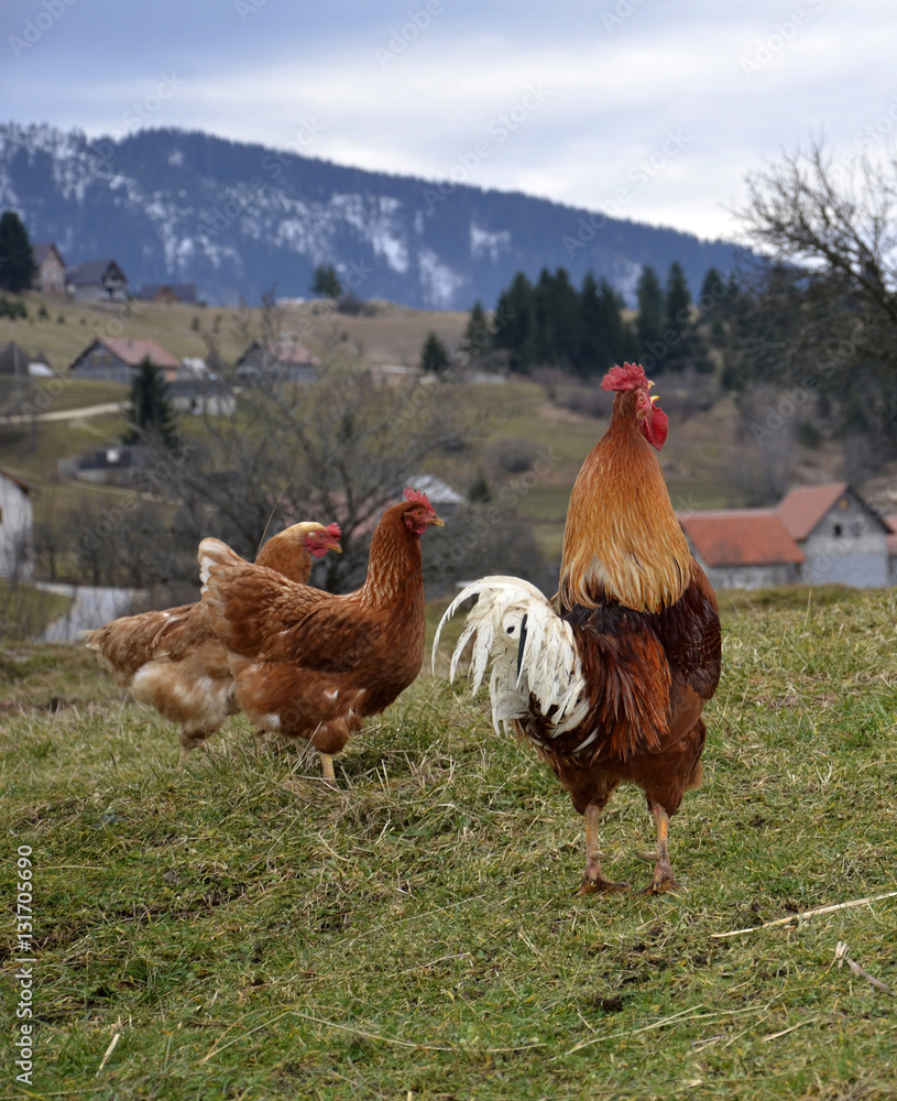 chicken is the easiest to grow in the countryside фотография Stock ...