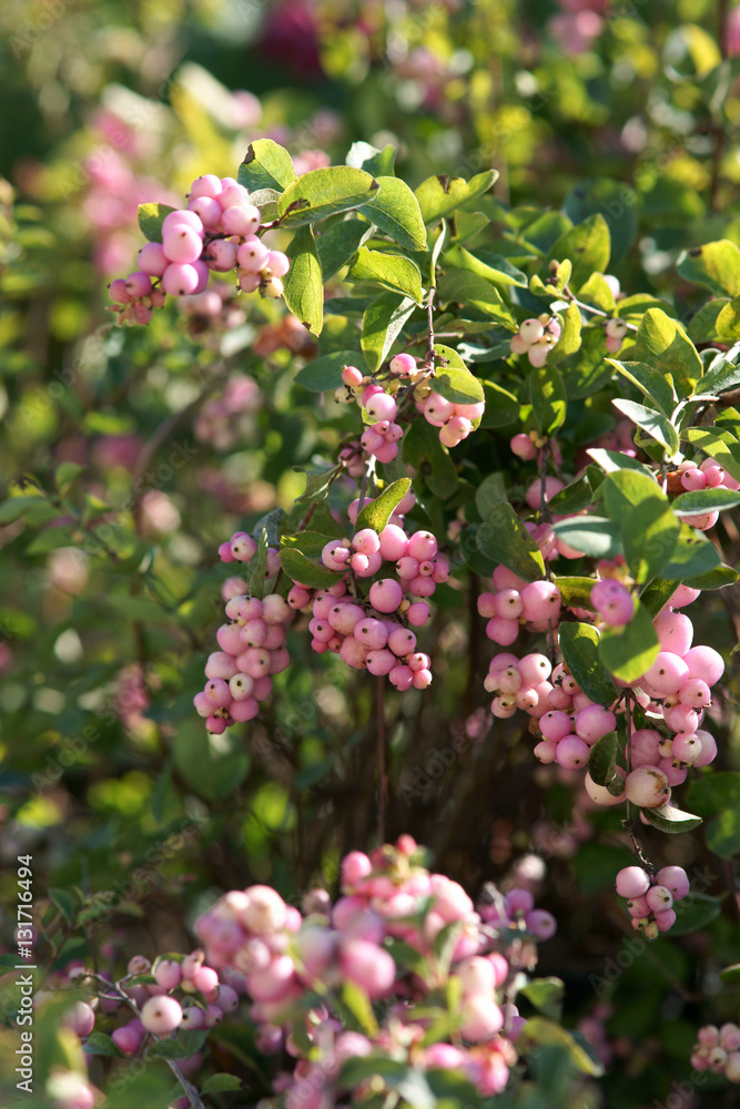 Symphoricarpos ( Snowberry ) Magical Candy Stock Photo | Adobe Stock