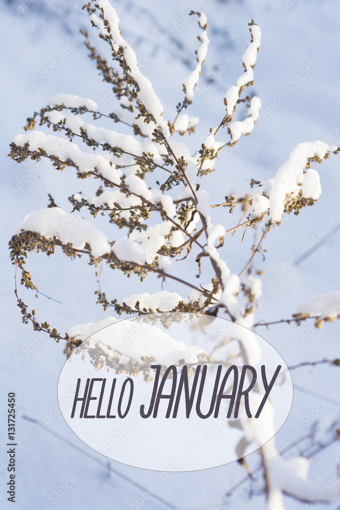 Hello january card. Beautiful winter image - frozen tree branch and ...