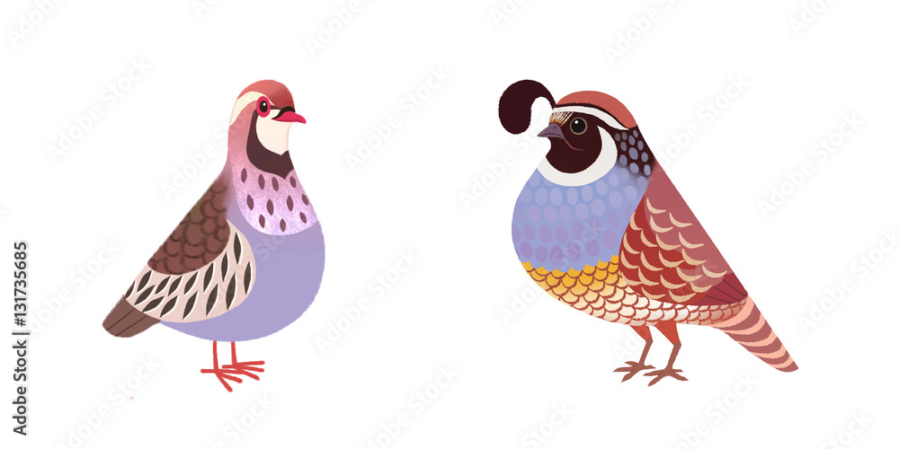 Poster Quail and partridge cartoon character – Wall Art | UkPosters