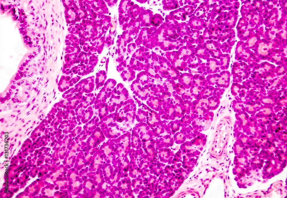 Microscopic photo showing pancreatic tissue Stock Photo | Adobe Stock