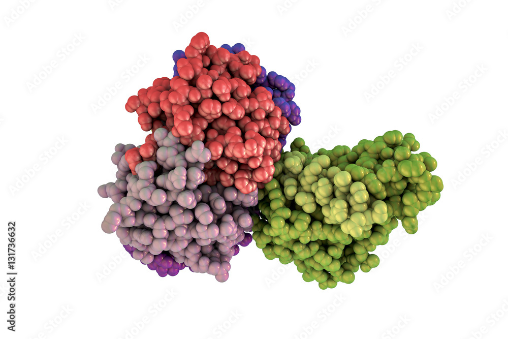 Molecular model of cholera toxin choleragen isolated on white ...
