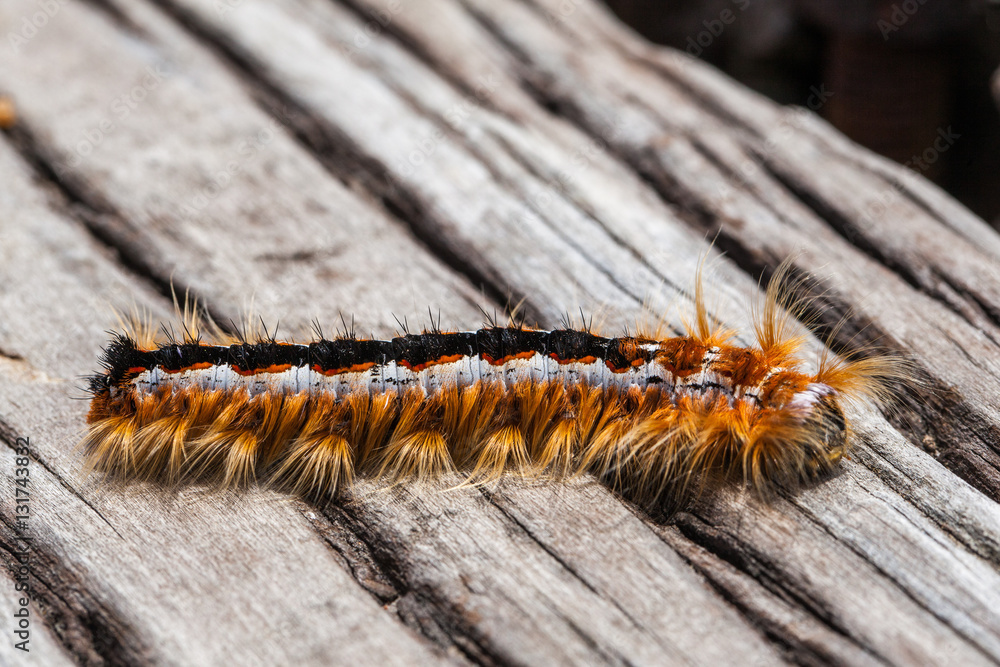Hairy caterpillar: larval stage of Cape lappet moth (Eutricha capensis ...