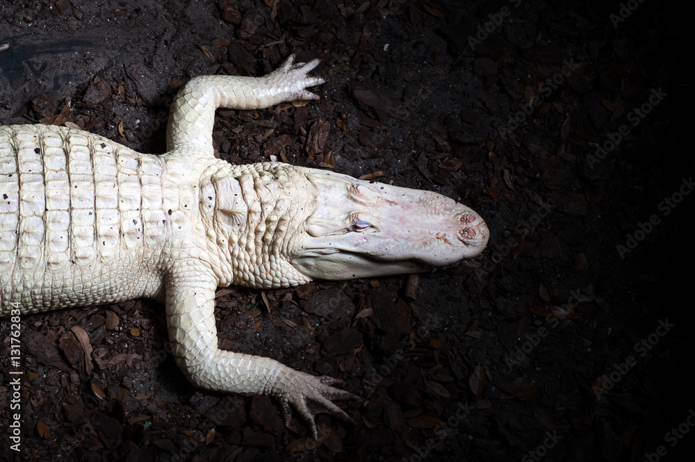 Rare albino alligator in the Florida swamp Stock Photo | Adobe Stock