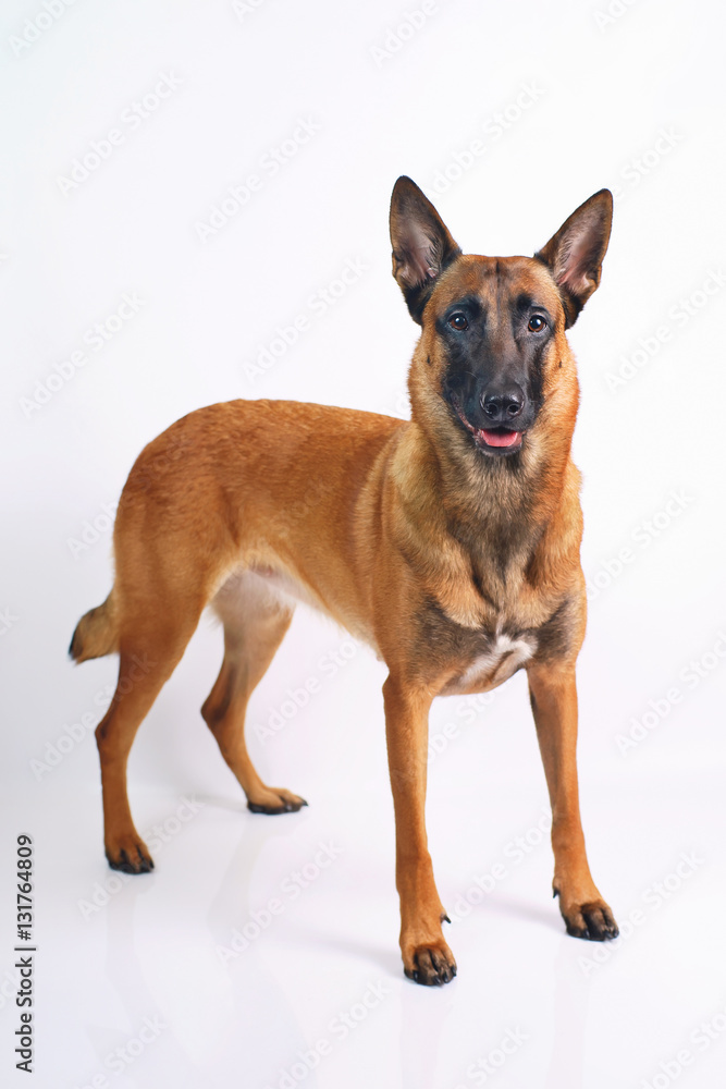 White Belgian Shepherd Puppies