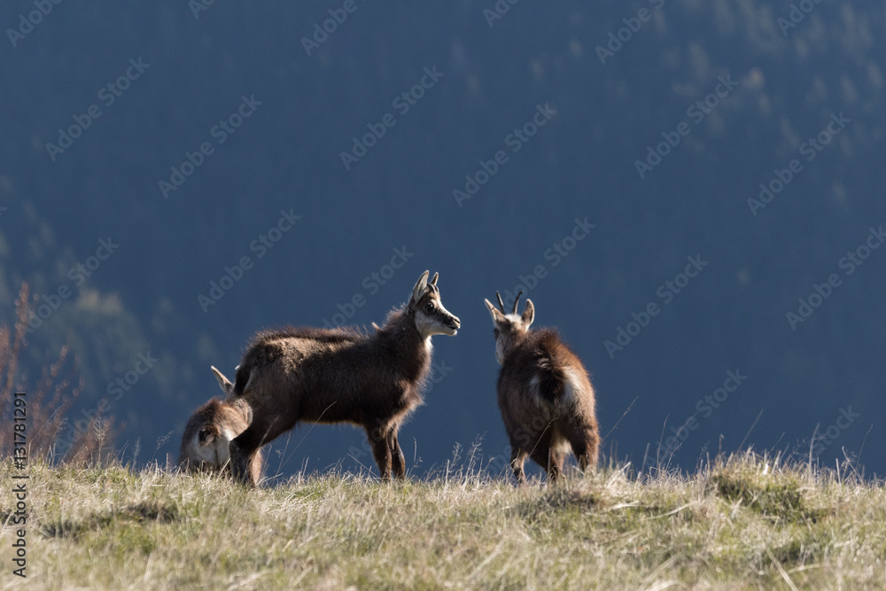 Chamoix Stock Photo | Adobe Stock