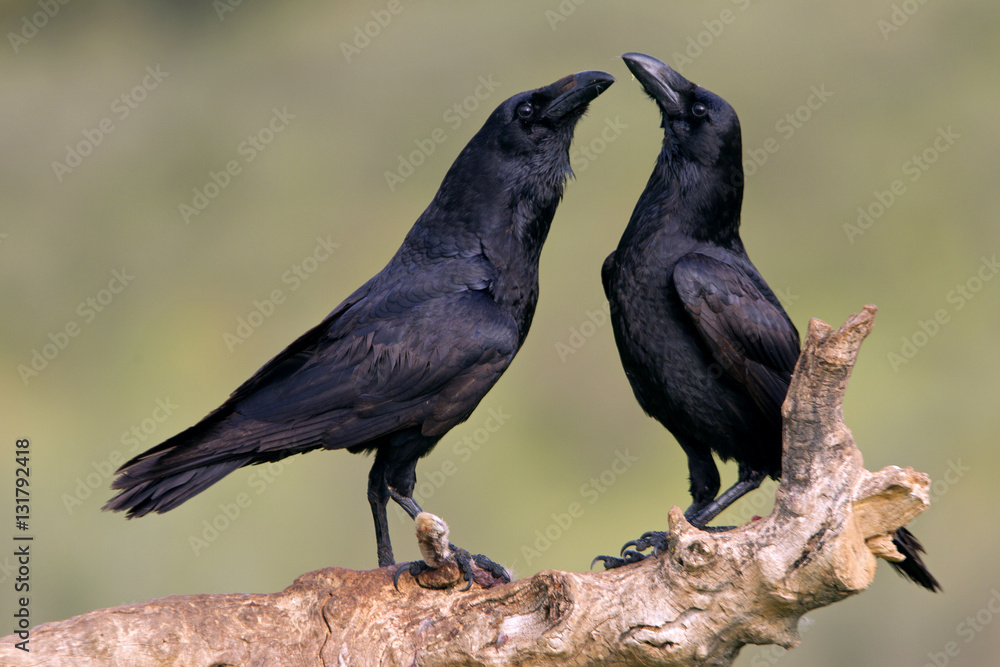 Male and female of Common raven in mating season. Corvus corax foto de ...