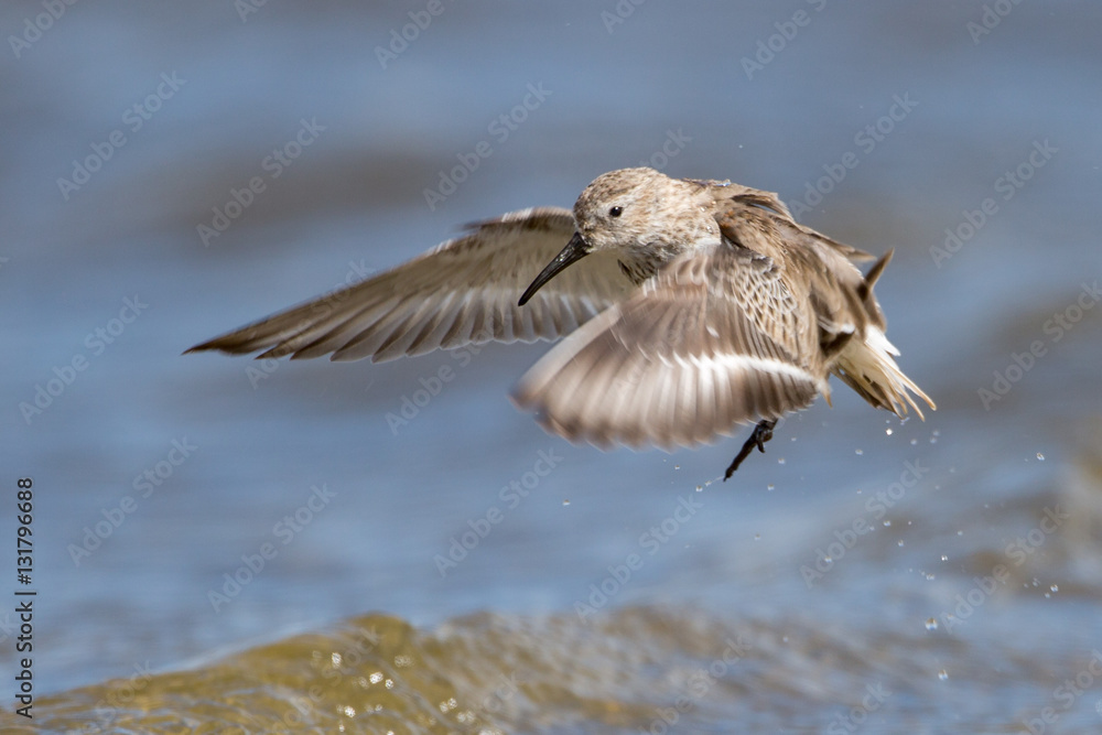 Common Sandpiper jumping a wave Stock Photo | Adobe Stock