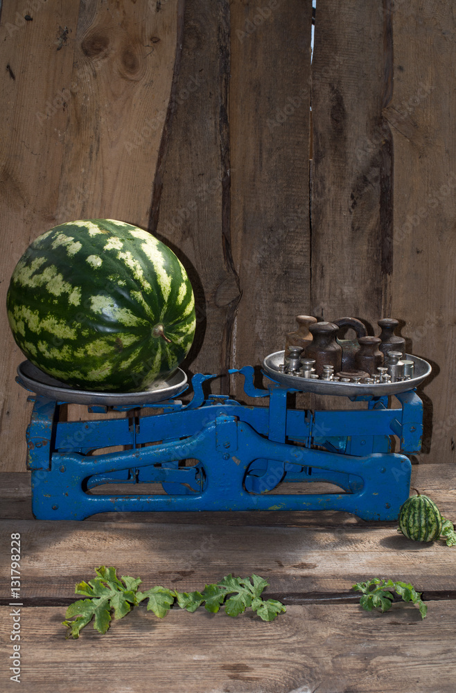 Watermelon green to weigh on the old scale, ripe watermelon, food for ...