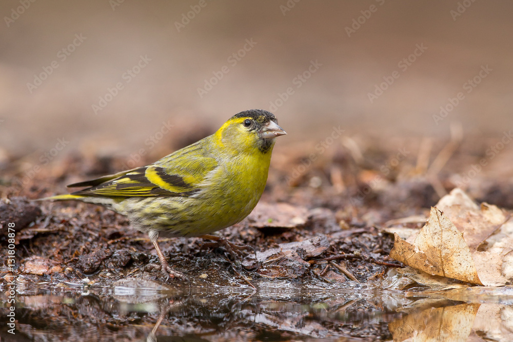 European Siskin Stock Photo | Adobe Stock