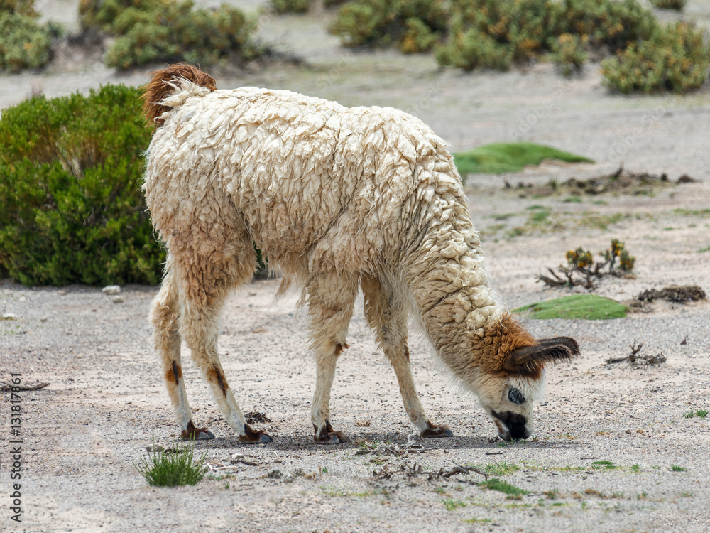 Alpaca grazing in the desert plateau of the Altiplano, Bolivia Stock ...