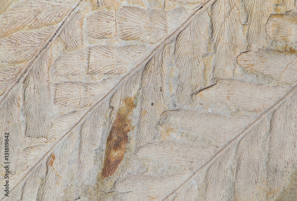 Pianta fossile di Pecopteris, impressione su matrice Stock Photo ...