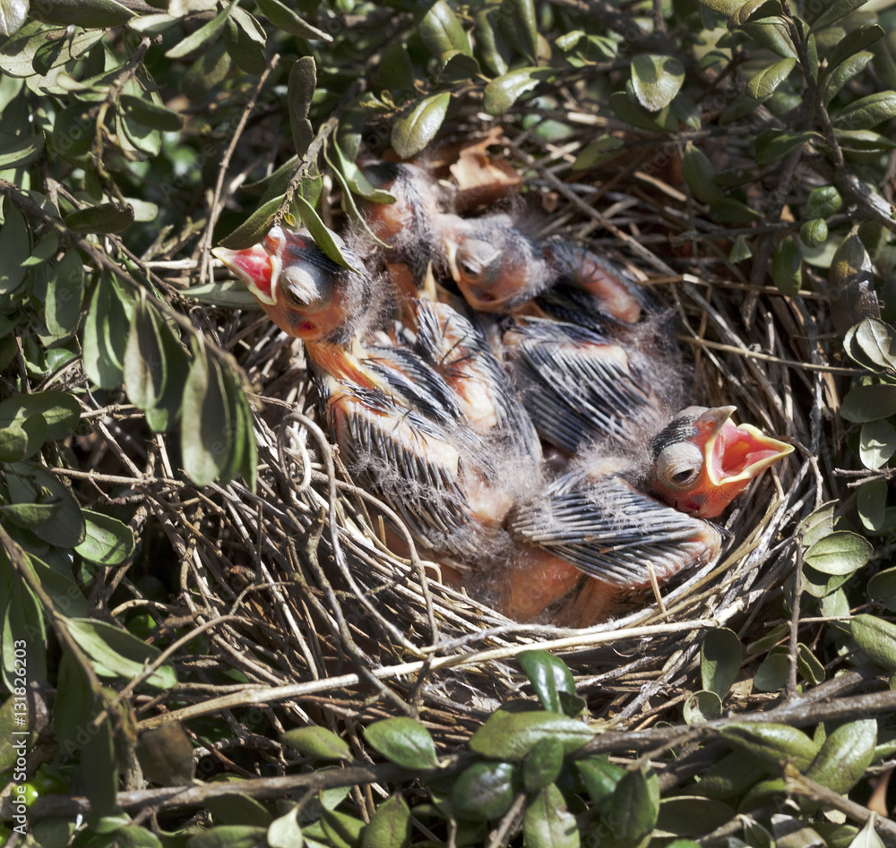 Baby Cardinal In Nest