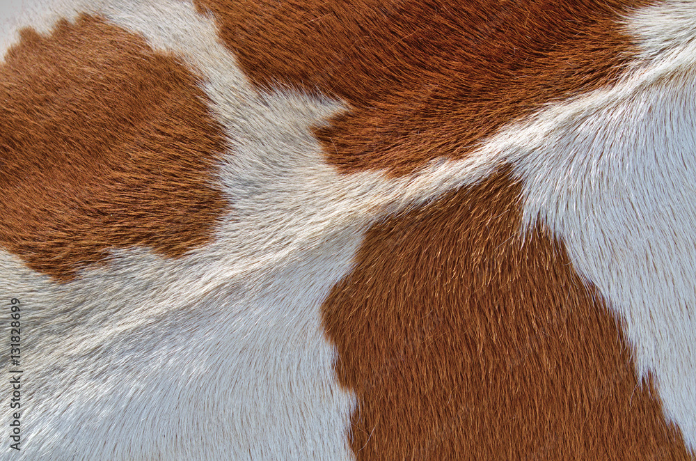 Kuhfell Stock-Foto | Adobe Stock