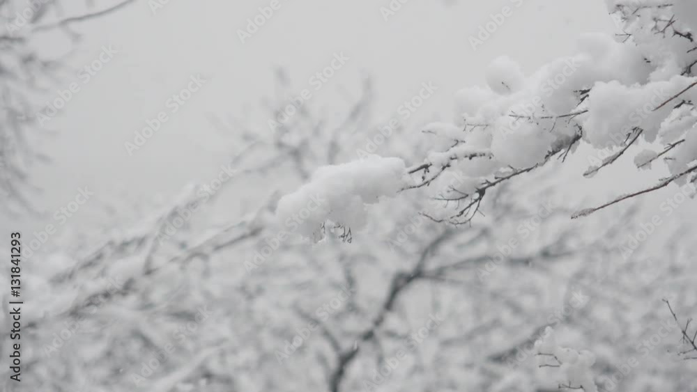 Falling snow on a branch Stock Video | Adobe Stock