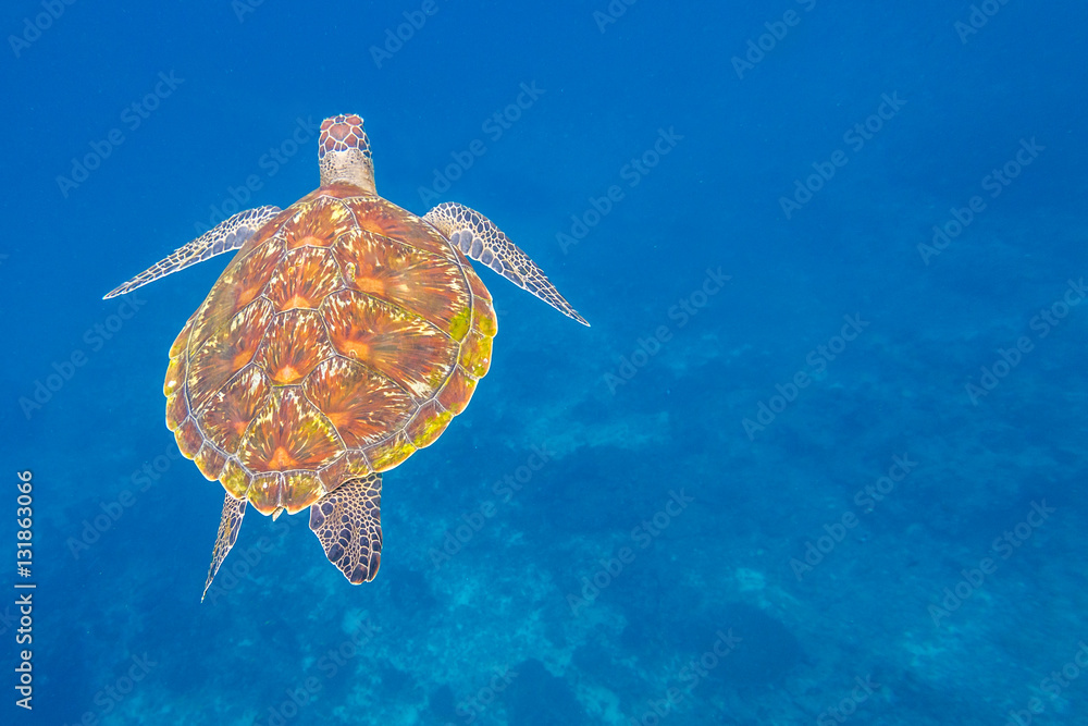 Photo & Art Print Green turtle, Chelonia mydas, swimming in blue water ...