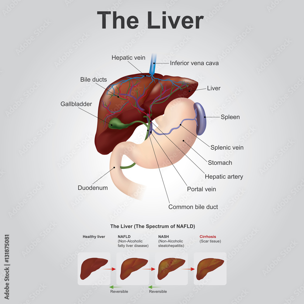 Pancreas Location Quadrant