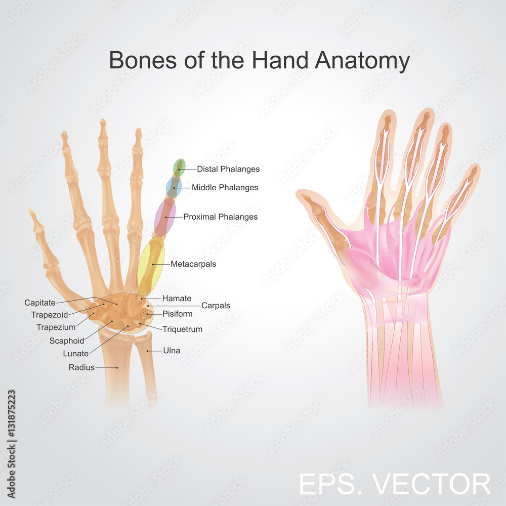 Bone of the hand anatomy. Fingers contain some of the densest areas of ...