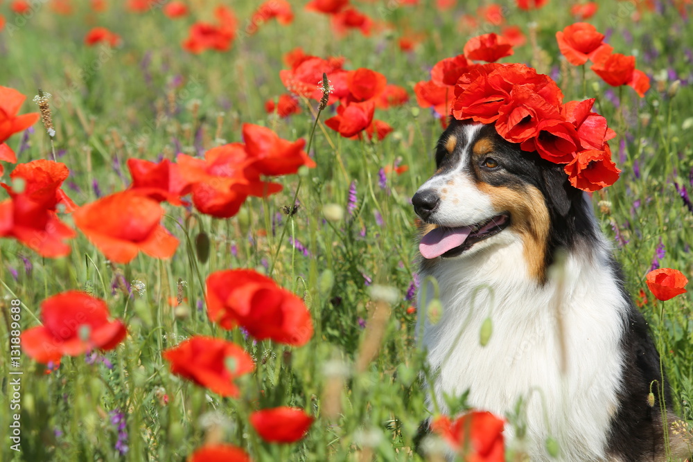 Black australian shepherd in a poppy field in bloom, with poppy flowers ...