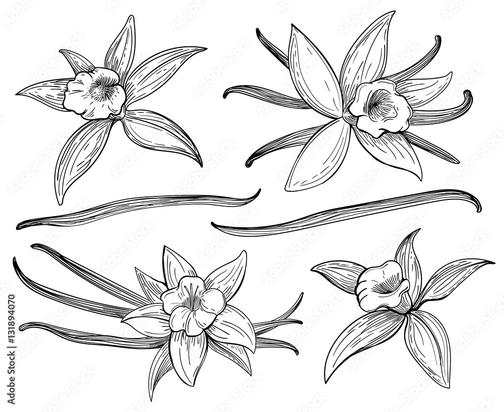 Vanilla Bean Drawing