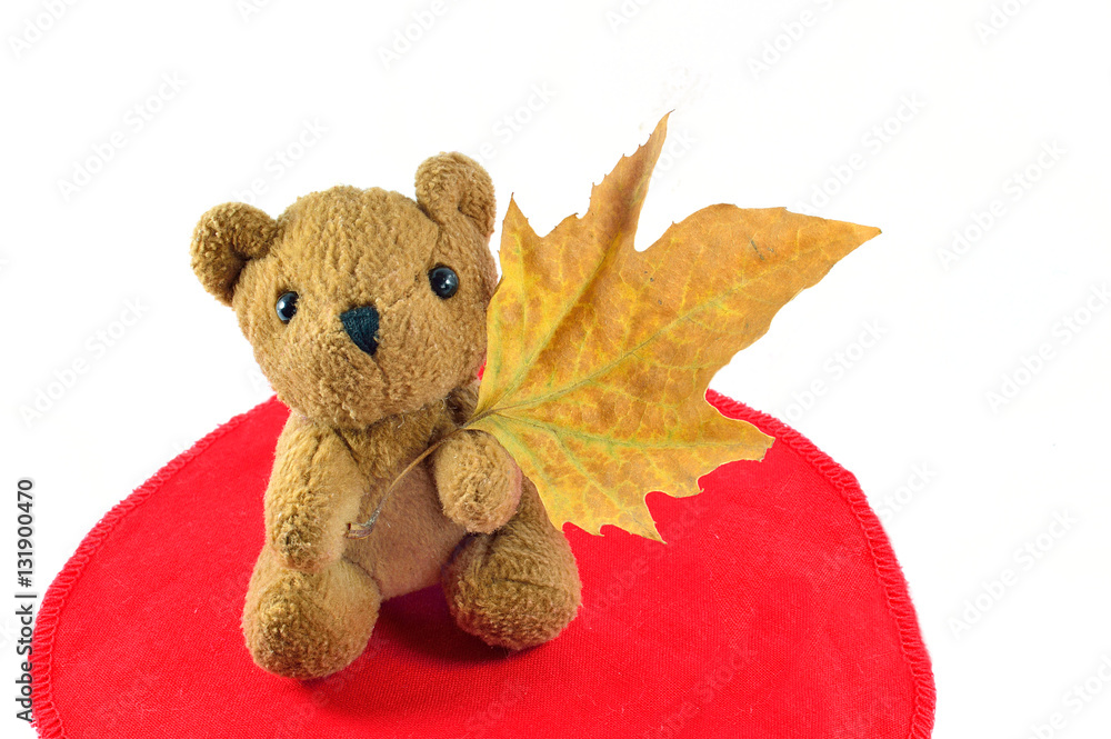 Little Plush bear holding a maple leaf on a white and red background ...
