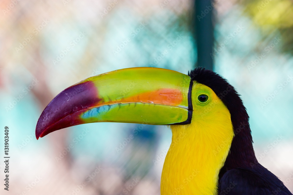 The keel-billed toucan, also known as sulfur-breasted or rainbow-billed ...