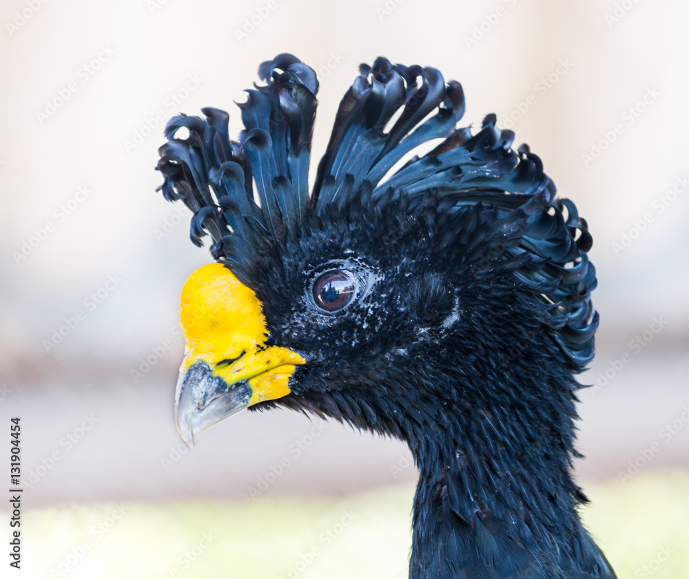 The bare-faced curassow is a large bird. The sexes differ in appearance ...
