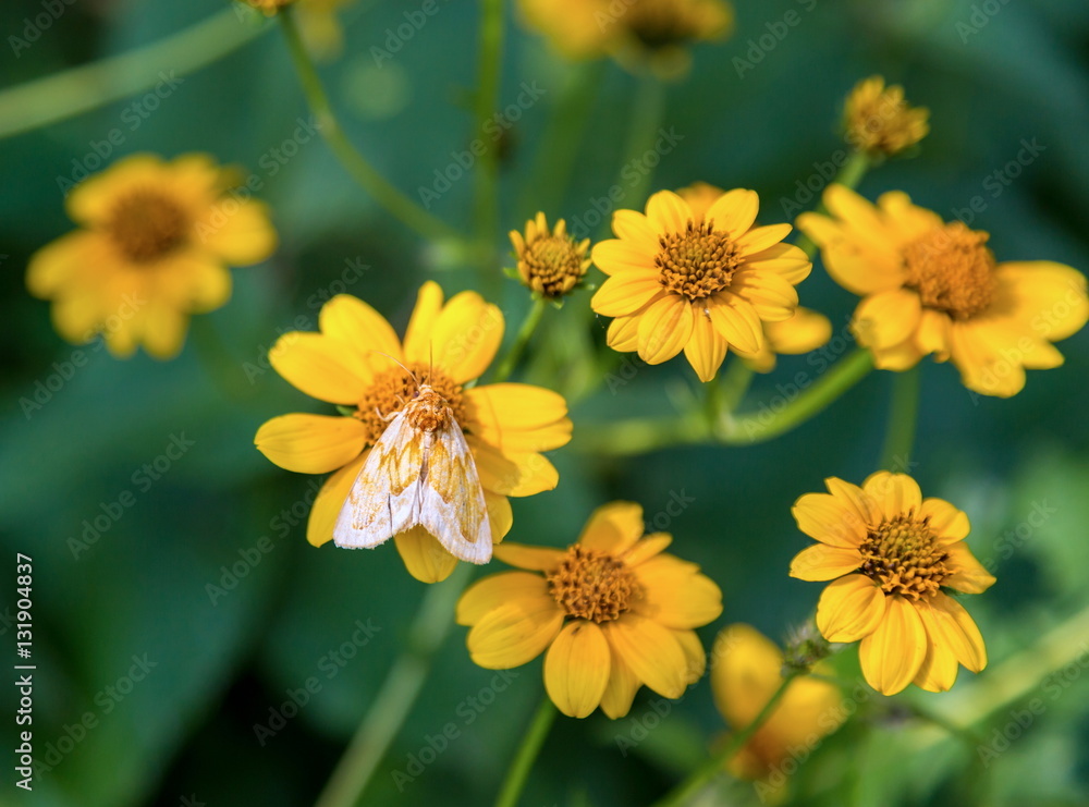 The Isabella tiger moth and the larva is called the banded woolly bear ...
