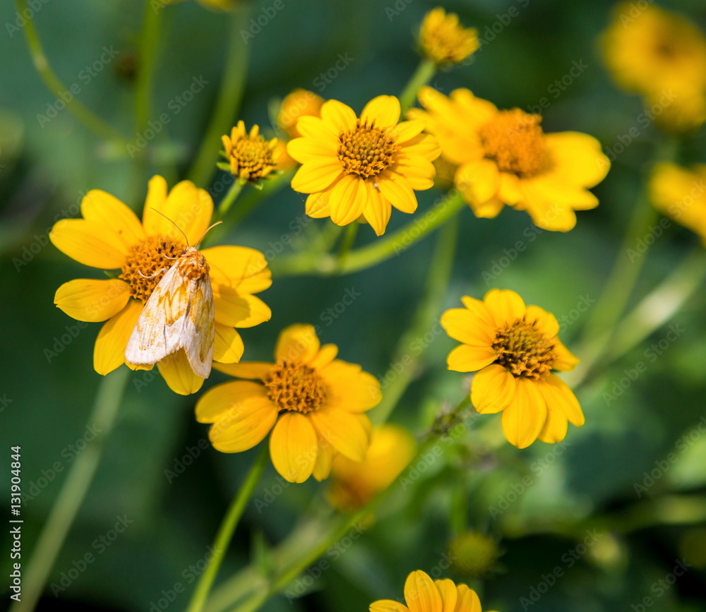 The Isabella tiger moth and the larva is called the banded woolly bear ...