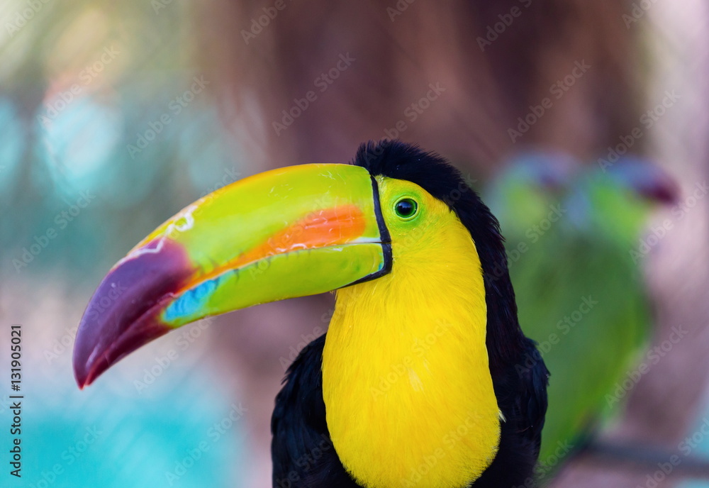 The keel-billed toucan, also known as sulfur-breasted or rainbow-billed ...