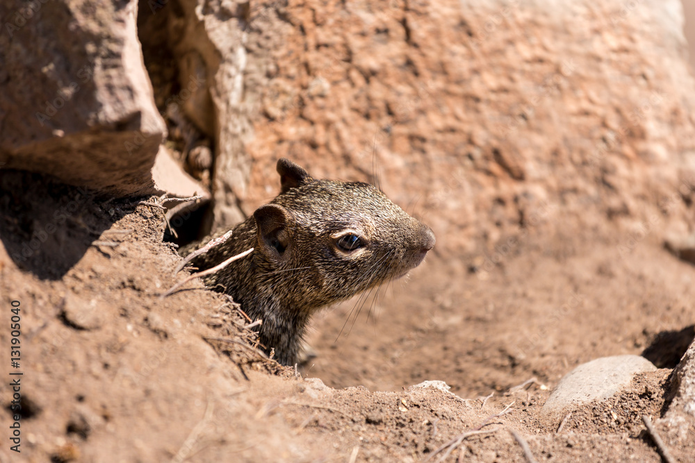 Mexican Ground Squirrel