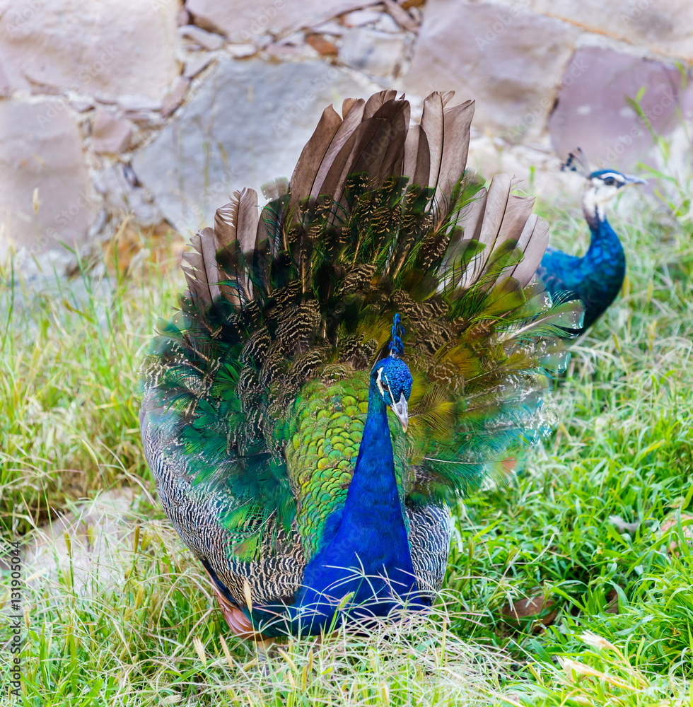 Commonly called the peacock. The Indian peafowl or blue peafowl, a ...