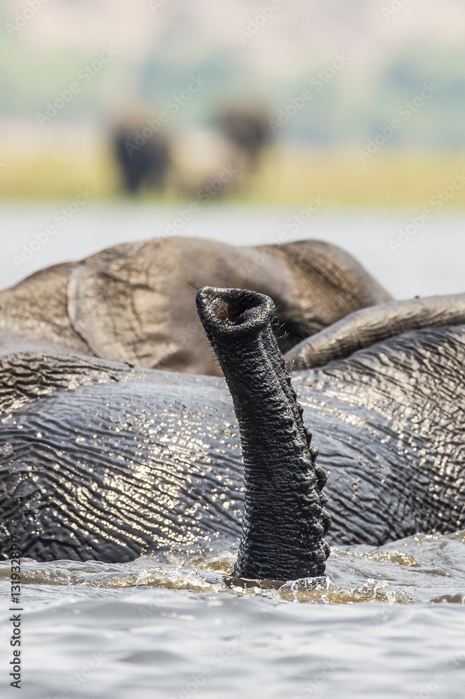 An African elephant uses its trunk as a snorkel while swimming a Stock ...