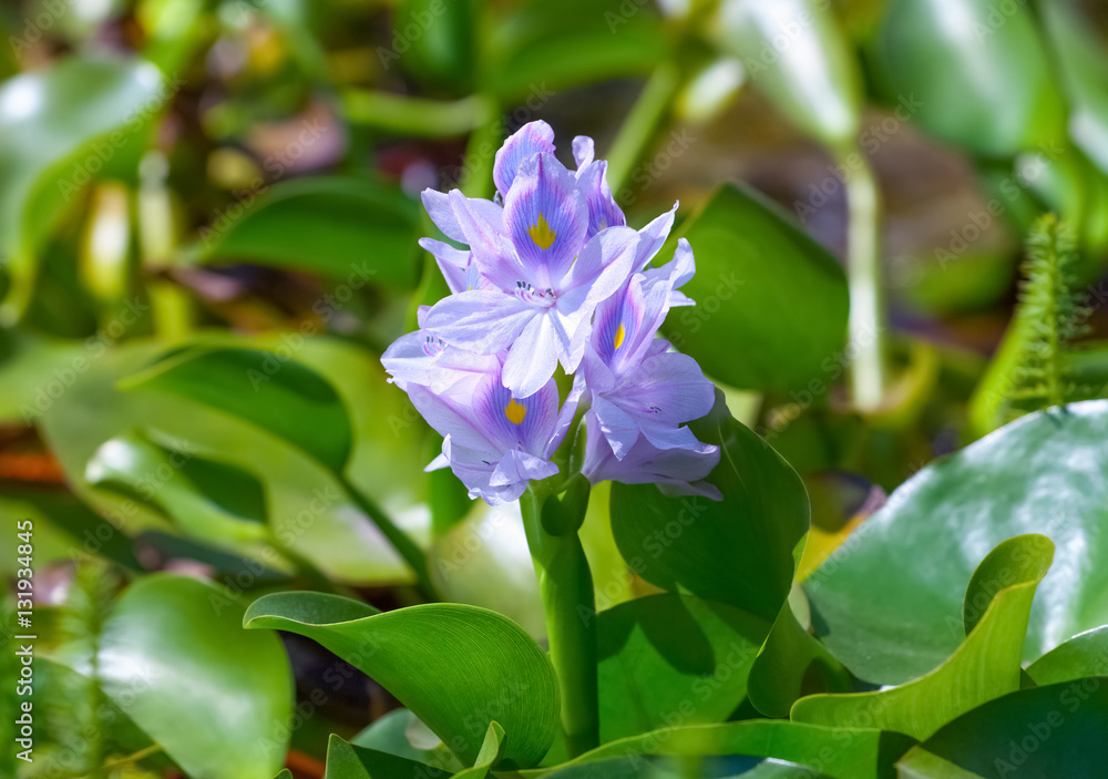 Flowering beautiful blue water hyacinth in the lake. The decoration of ...